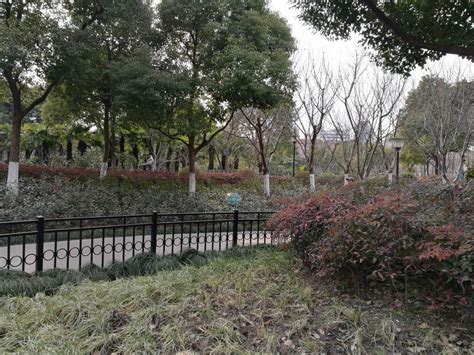 2023中兴绿地游玩攻略 中兴绿地的树木茂盛设有多 去哪儿攻略