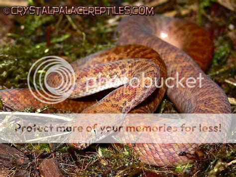 Anthill Pythonsantaresia Perthensis Reptile Forums