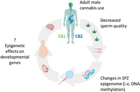 PDF Cannabis And Paternal Epigenetic Inheritance Semantic Scholar