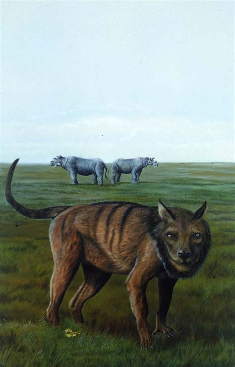 Andrewsarchus Mongoliensis During The Middle Eocene Epoch In What Is