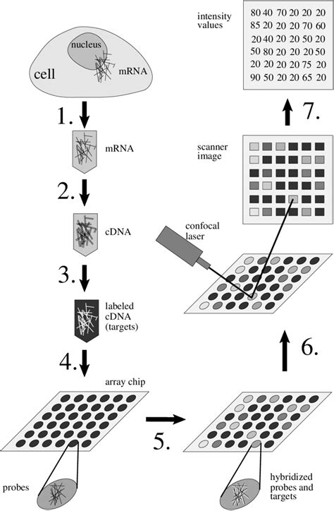 1 The Microarray Technique See Text For Explanation Download