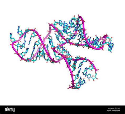 Ribozyme Computer Model Of A Ribozyme Molecule Ribozymes Are Rna