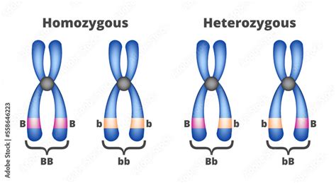 Vector Illustration Of Homozygous And Heterozygous Chromosomes Isolated