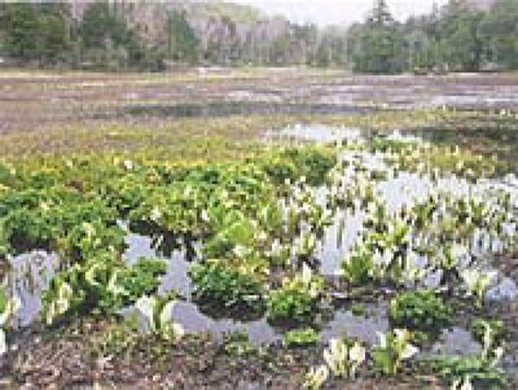 Ecological Approach PREC Institute Inc