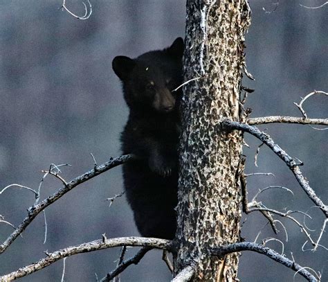 Black Bear Cub 2 Black Bear Cubs And Their Mother Scared U Flickr