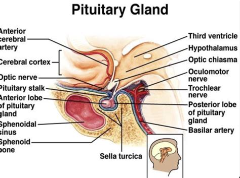 Lecture 1 Introduction To The Endocrine System Hypothalamus