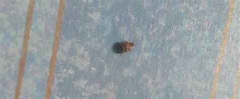 What Is This Bug Called Please R Natureporn