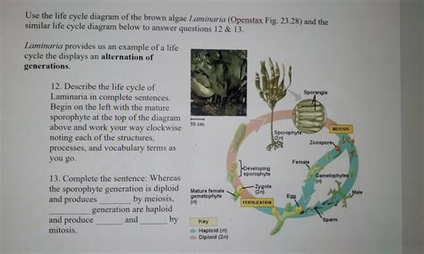 Laminaria Life Cycle