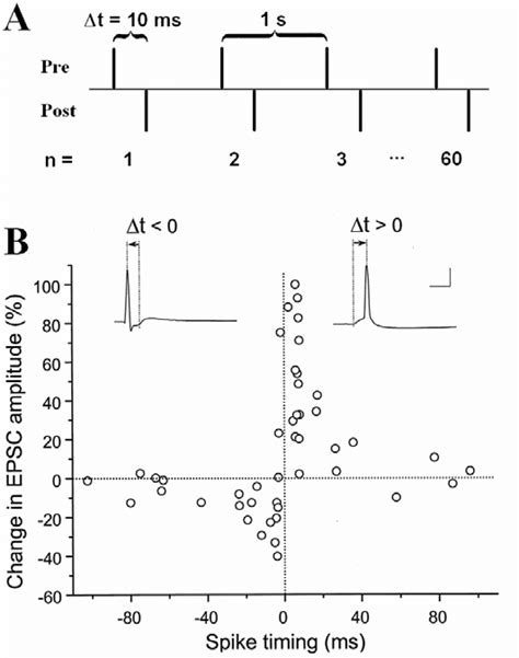 2 Spike Timing Dependent Plasticity Stdp In Cultured Hippocampal