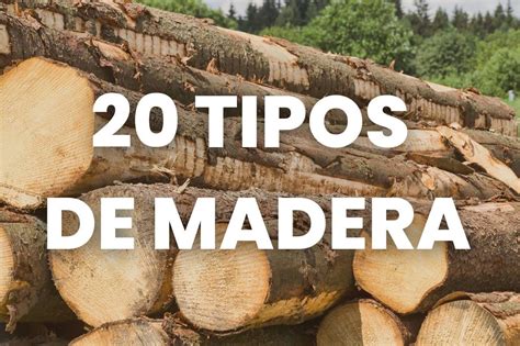 Pinus Cembra Caratteristiche Cura E Benefici Del Pino Cembro