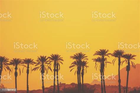 황금 하늘에 산에 열대 야자수의 행 저녁에 키가 큰 야자수의 실루엣 열대 저녁 풍경입니다 아름다운 열대 자연 밤 하루 시간대에 대한 스톡 사진 및 기타 이미지 Istock