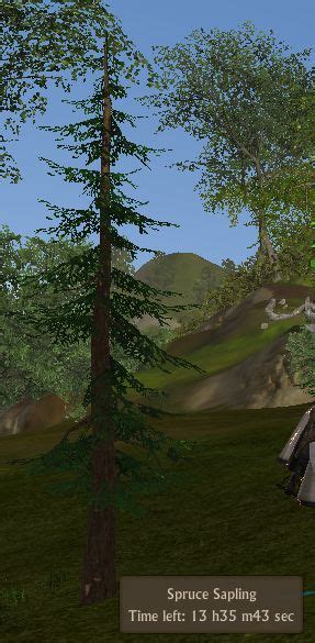 Spruce Tree Archeage Wiki Fandom