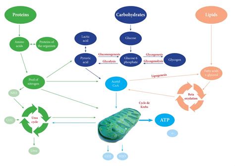 Schematic Diagram Of The Main Metabolic Pathways And Signaling Pathways