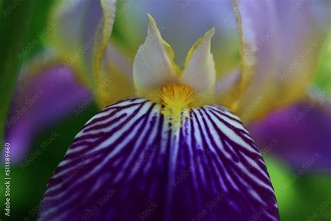 nasz pierwszy irys kosaciec niemiecki Iris germanica Stock Photo ...