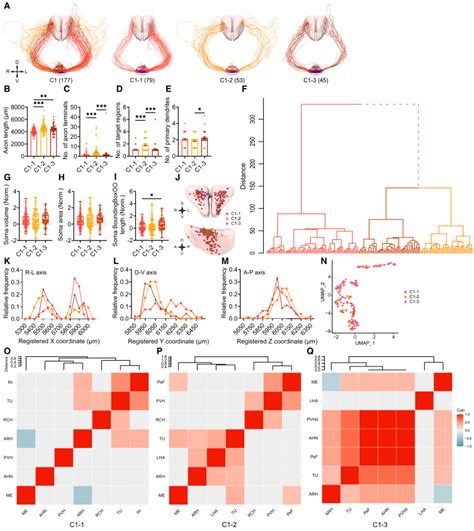 Single Neuron Projectomes Of Mouse Paraventricular Hypothalamic Nucleus Oxytocin Neurons Reveal