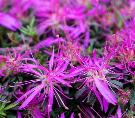 Azalea Starstyle Lilac The Otter Nursery