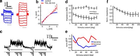 The Effect Of Stimulus Size On Synaptic Conductance In Vs Cells A