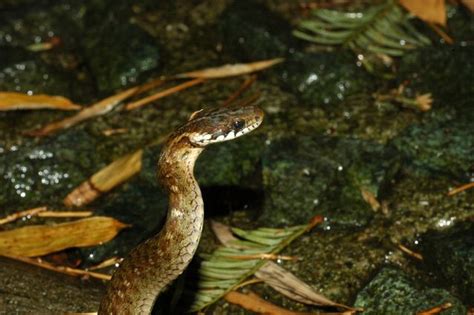 小さくてかわいいヒバカリの特徴と飼育方法を紹介他のヘビとの違いや毒をもっているの Woriver シマヘビ ヘビ スジエビ