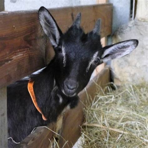A Cubnezais Du foin dans les bottes ou le bonheur à la ferme en