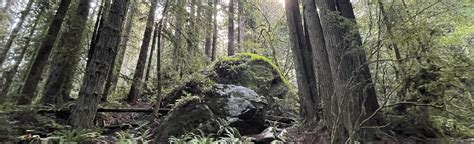 Jolly Giant Trail Loop Map Guide California Alltrails