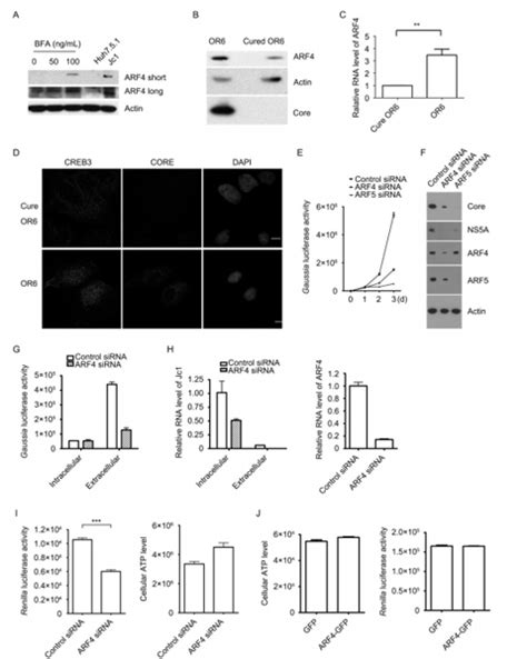 Interplay Between Hepatitis C Virus And Arf4 Pmc