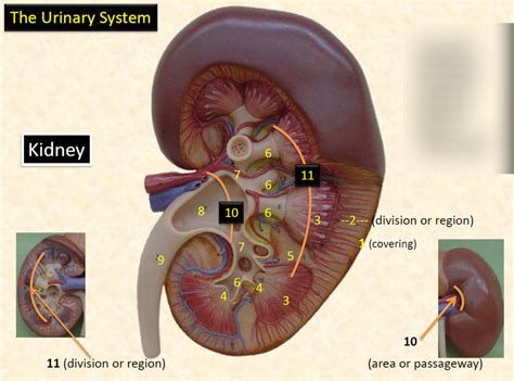 The Urinary System Diagram Quizlet