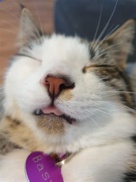 A Snoozy Blep From My Basil Cat Rblep