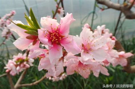 陽春三月桃花紅 每日頭條