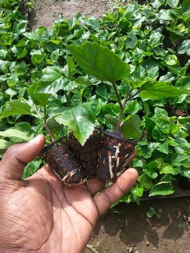 Hibiscus Dwarf Plant At Best Price In Pune By Agri Companion India Id