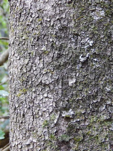 Trees Of Cumberland State Forest Australian Plants Society