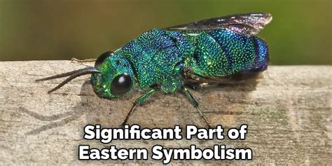 Cuckoo Wasp Spiritual Meaning Symbolism And Totem 2025