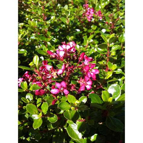 140mm Dwarf Pink Pixi Escallonia Species Bunnings Australia
