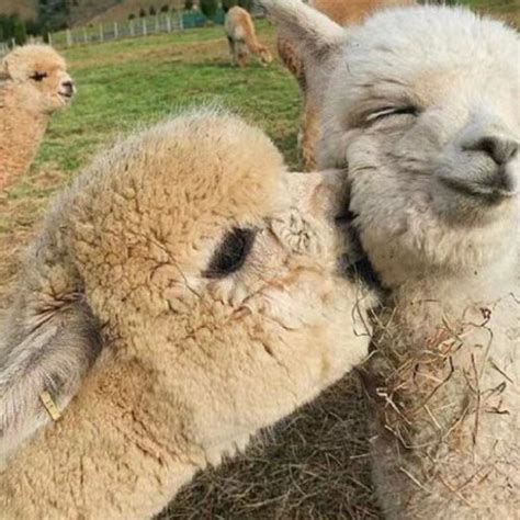 Jiaxin Yu Yan Shan University Ysu College Of Information Science And Engineering