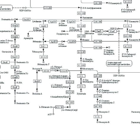 Antibiotic Synthesis Of Neomycin Kanamycin And Gentamicin Source Download Scientific Diagram