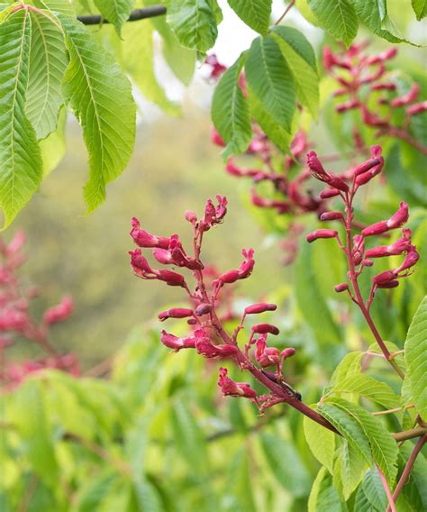 Trees That Attract Hummingbirds Flowering Choices Homes And Gardens