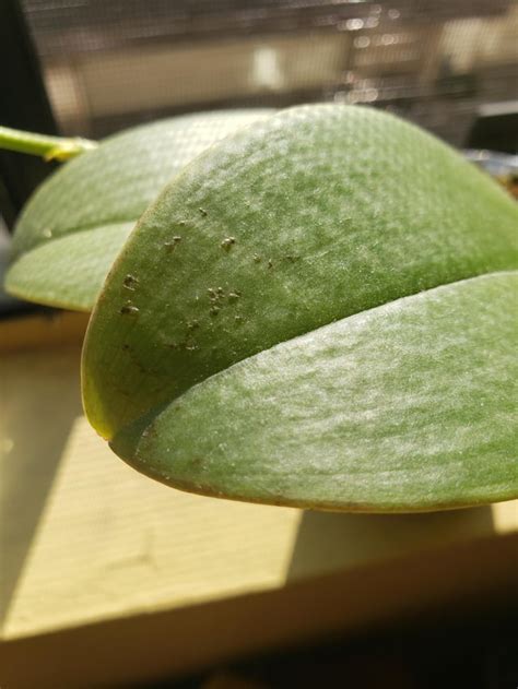 Orchid Tiny Brown Speck Lesions Rplantclinic