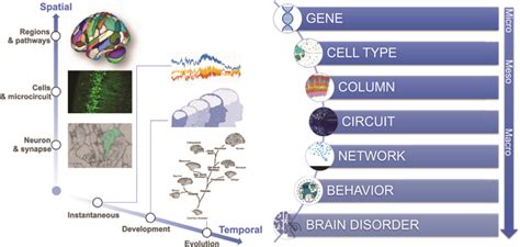 The Digital Twin Brain A Bridge Between Biological And Artificial The Digital Twin Brain A Bridge Between Biological And Artificial