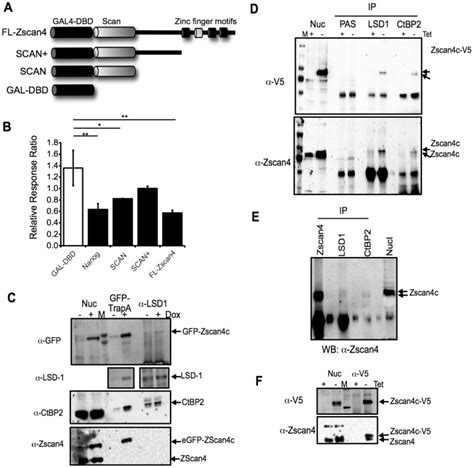 A Schematic Showing The Structure Of Gal4 Dna Binding Domain Fusions