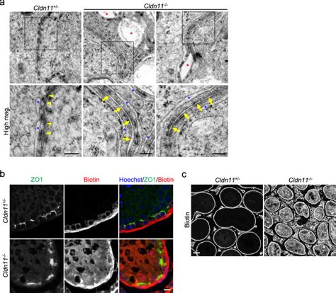 Claudin 11 Regulates Immunological Barrier Formation And Spermatogonial