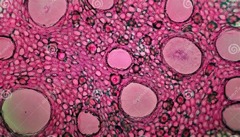 Microscopic View Of Actively Dividing Root Cells Highlighting Cell