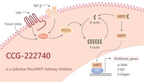 Ccg 222740 Is A Selective Rhomrtf Pathway Inhibitor Network Of