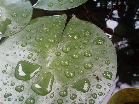 Lotus Leaf Water Drop On Free Photo On Pixabay Pixabay