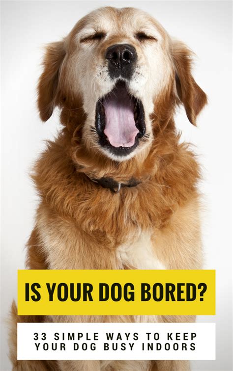 33 Ways To Keep Your Dog Busy Indoors Puppy Leaks