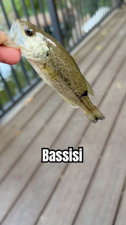 Bassisi Fishing Bass Youtube