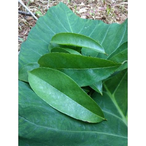 Jual Daun Sirsak Segar 100 Lembar Shopee Indonesia