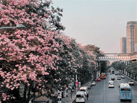 ชมพูพันธุ์ทิพย์ Bts หมอชิต บานสะพรั่งเป็นสีชมพู มองดูราวกับซากุระที่ญี่ปุ่น