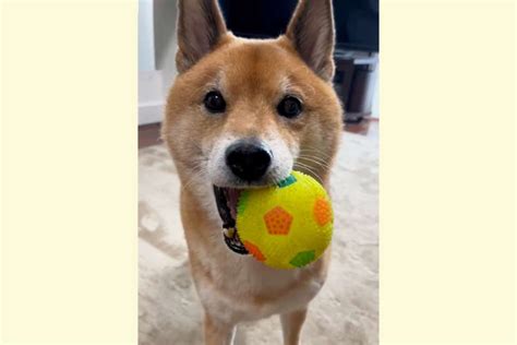 【ボクはインドア派】室内でボール遊びをしていたワンコ。お散歩と言われた瞬間、絶望に襲われる！？ Peco（ペコ）