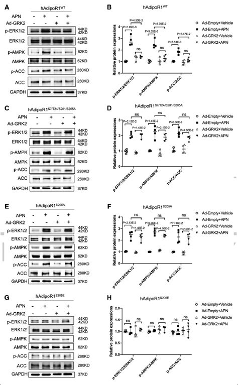 Ser 205 Phosphorylation Is Responsible For Adipor1 Adiponectin Download Scientific Diagram