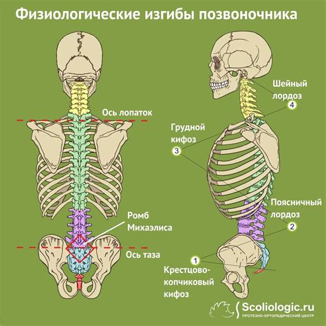 Физиологические изгибы позвоночника Протезно ортопедический центр Дзен