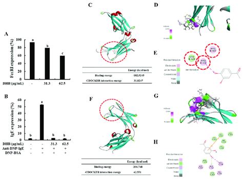 Effects Of Dhb On Fcεri Expression And The Binding Of The Ige To Fcεri Download Scientific